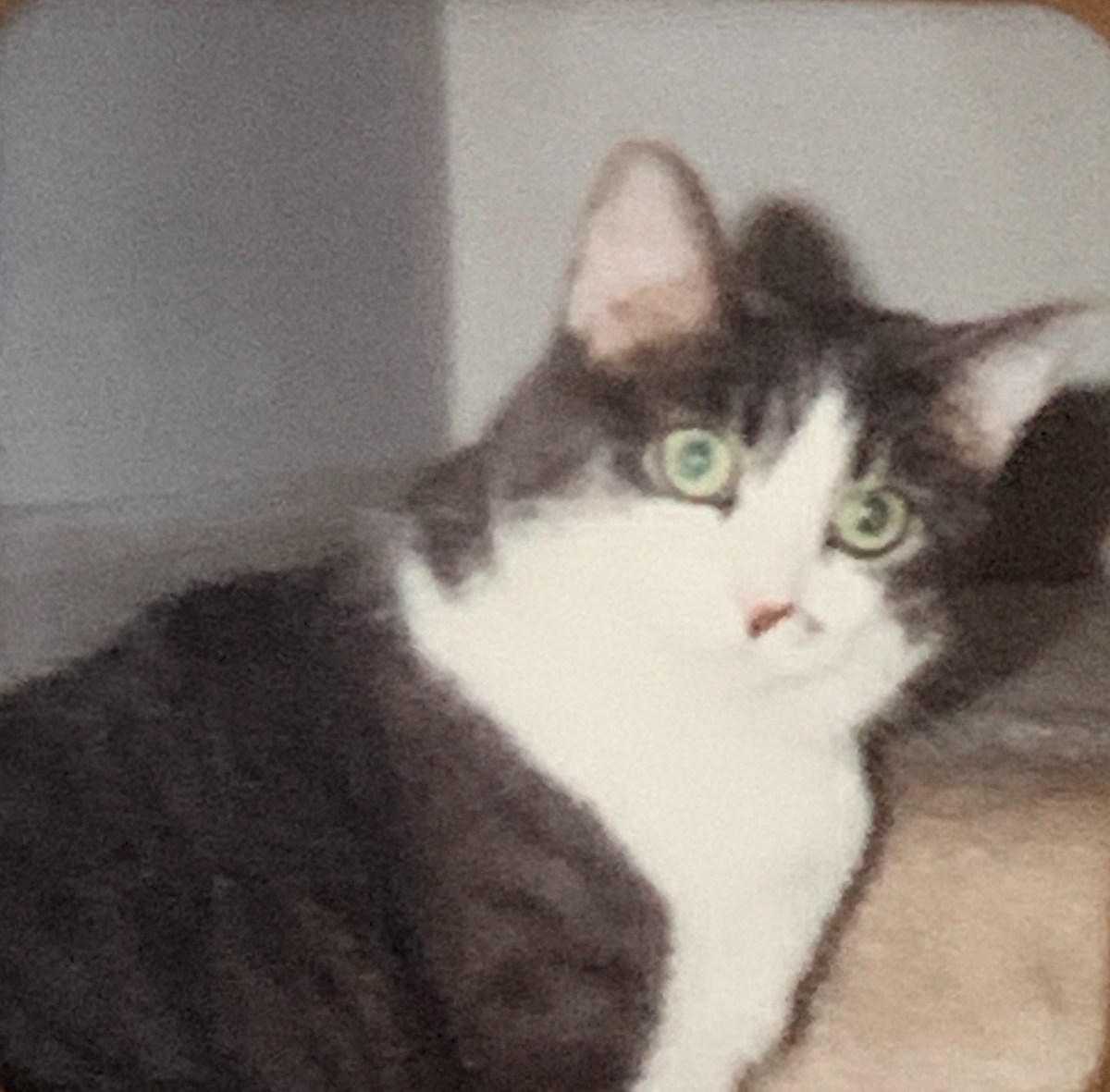 Assigned Work: Cat Fiction – Soapbox: The Way I see Things